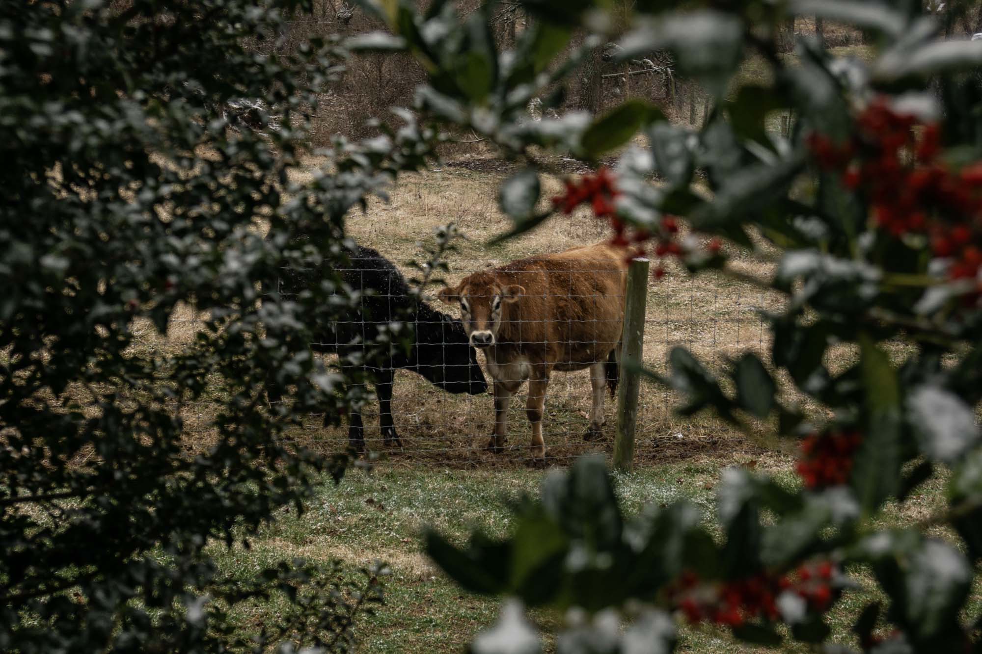 christmas-cows